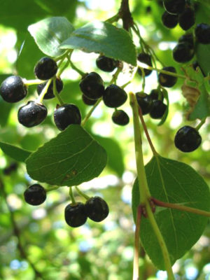 Maqui Chilean Wineberry Tree (aristotelia chilensis) – Urban Perennials
