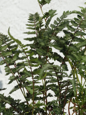 Japanese Painted Fern Plant (athyrium niponicum pictum) – Urban Perennials