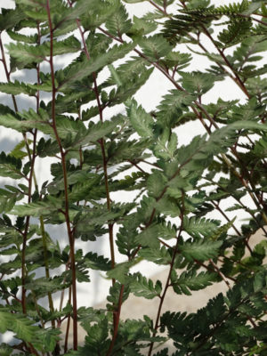 Godzilla Painted Fern (athyrium niponicum pictum) – Urban Perennials