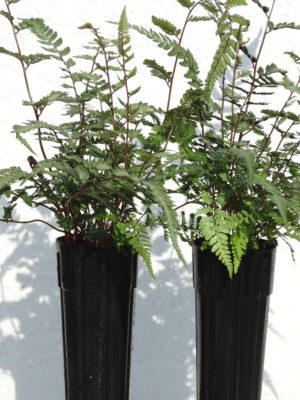 Godzilla Painted Fern (athyrium niponicum pictum) – Urban Perennials