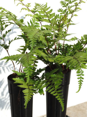 Limelight Lady Fern (athyrium otophorum) – Urban Perennials
