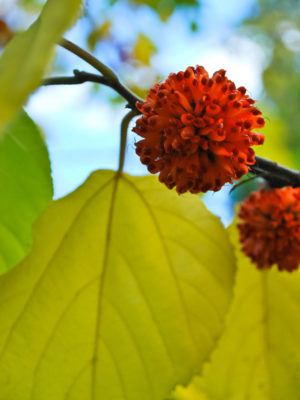 Paper Mulberry Tree (broussonetia papyrifera) – Urban Perennials