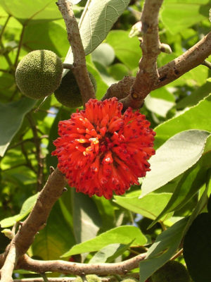 Paper Mulberry Tree (broussonetia papyrifera) – Urban Perennials