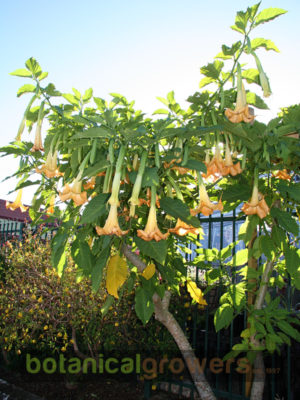 Charles Grimaldi Angel Trumpet Plant (brugmansia) – Urban Perennials