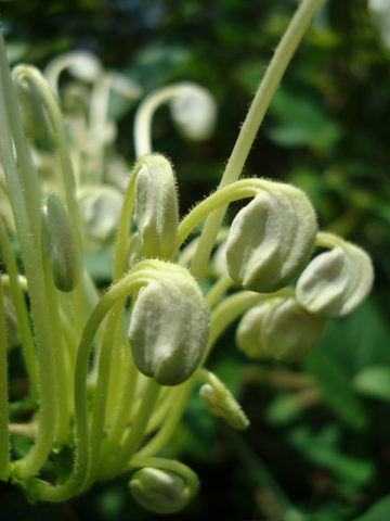 Purple Leaf Shooting Star Plant (clerodendrum quadriloculare) – Urban ...