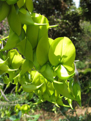 Canary Bird Bush (crotalaria agatiflora) – Urban Perennials