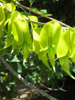 Canary Bird Bush (crotalaria agatiflora) – Urban Perennials