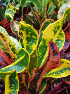 Stoplight Croton Plant (codiaeum variegatum) – Urban Perennials