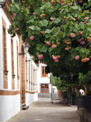 Giant Pink Ball Tree (dombeya wallichii) – Urban Perennials