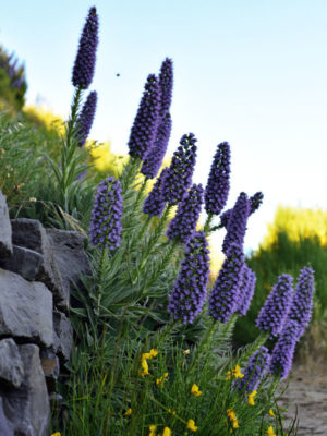 Purple Spike Pride of Madeira Plant (echium fastuosum) – Urban Perennials