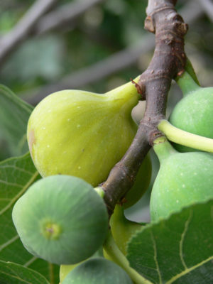 Desert King Fig Tree (ficus carica) – Urban Perennials