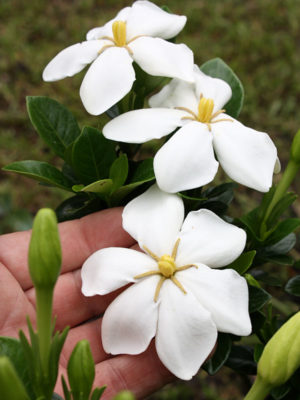 4 Plant, Gardenia Plant Mix (gardenia jasminoides) – Urban Perennials