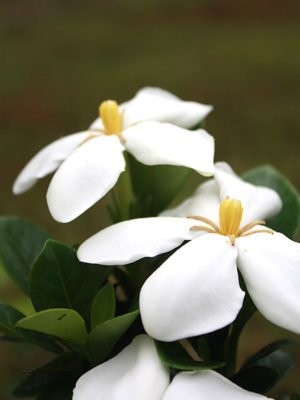 4 Plant, Gardenia Plant Mix (gardenia jasminoides) – Urban Perennials