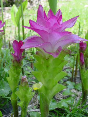 Elata Hidden-lily Ginger Plant (curcuma sp) – Urban Perennials