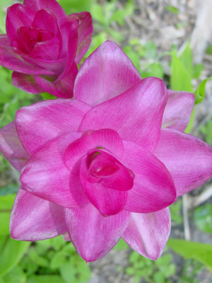 Elata Hidden-lily Ginger Plant (curcuma sp) – Urban Perennials