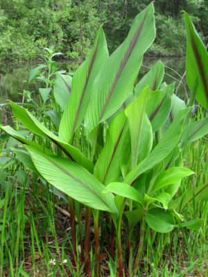 Ornata Hidden-lily Ginger Plant (curcuma sp) – Urban Perennials