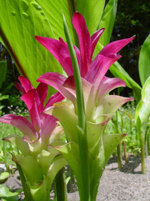 4 Plant, Curcuma Ginger Plant Mix (curcuma sp) – Urban Perennials