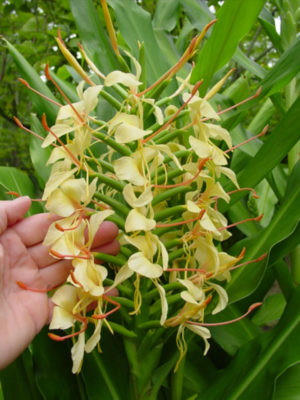 4 Plant, Lg. Hedychium Ginger Plant Mix (hedychium sp) – Urban Perennials
