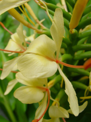4 Plant, Lg. Hedychium Ginger Plant Mix (hedychium sp) – Urban Perennials