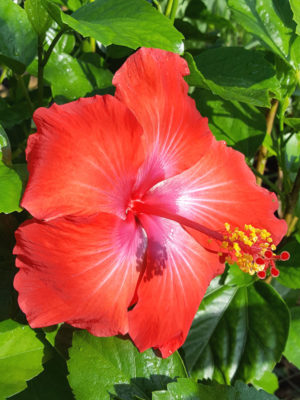Hibiscus President Red Bush (h.rosa-sinensis) – Urban Perennials