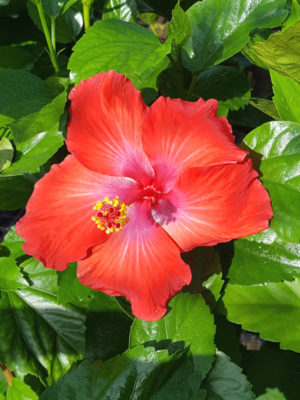 Hibiscus President Red Bush (h.rosa-sinensis) – Urban Perennials