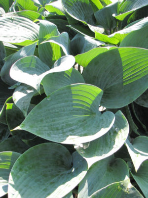 Hosta Halcyon Plant – Urban Perennials