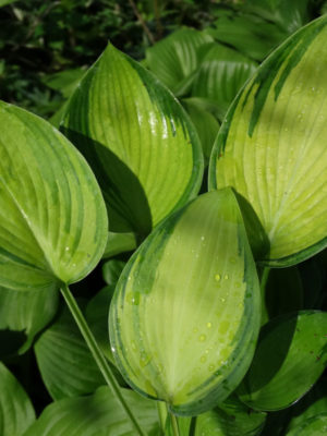 Hosta June Plant – Urban Perennials
