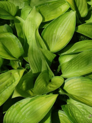 Hosta Paradigm Plant – Urban Perennials
