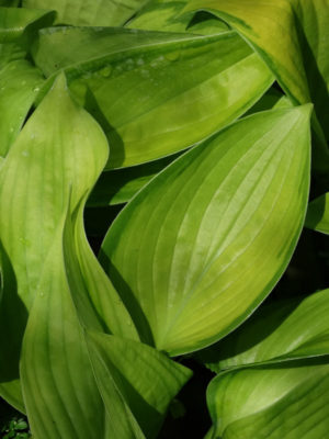 Hosta Paradigm Plant – Urban Perennials