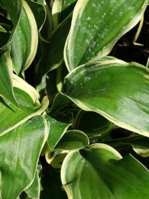 Hosta Wolverine Plant – Urban Perennials
