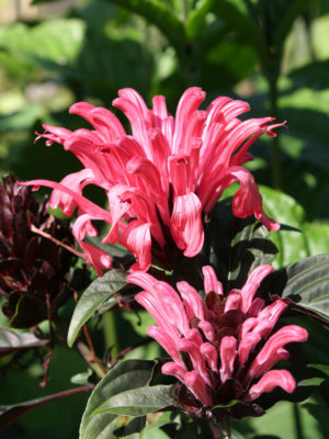 Pink Brazilian Plume Flamingo Flower Plant (jacobinia) – Urban Perennials