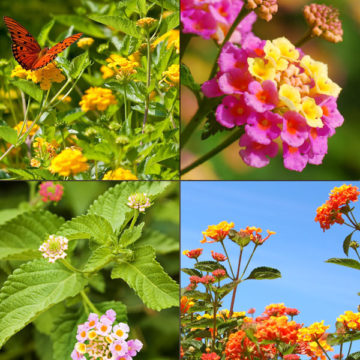 4 Plant, Gardenia Plant Mix (gardenia jasminoides) – Urban Perennials