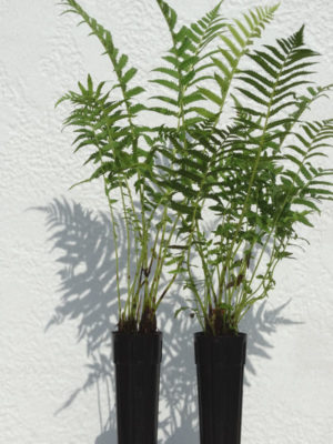 King Ostrich Fern (matteuccia struthiopteris) – Urban Perennials