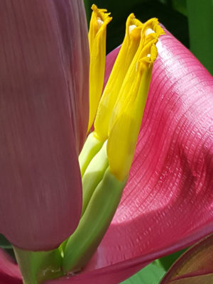 Pink Serpent Banana Tree (musa ornata) – Urban Perennials