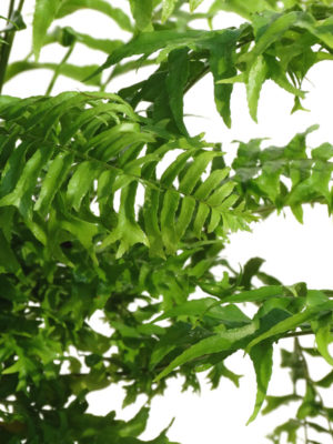 Cascading Fishtail Fern Plant (nephrolepis falcata furcans) – Urban ...