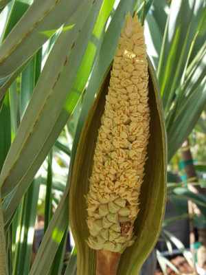 Lg. Silvery Seashore Palm Tree (allagoptera arenaria) – Urban Perennials