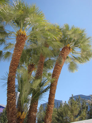 European Fan Palm Tree (chamaerops humilis) – Urban Perennials