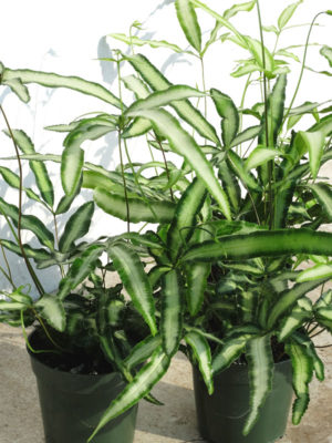 Albo Lineata Feather Fern (pteris cretica albo-lineata) – Urban Perennials