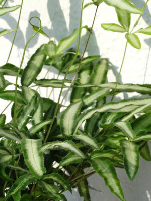 Albo Lineata Feather Fern (pteris cretica albo-lineata) – Urban Perennials