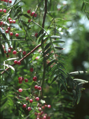 California Pepper Tree (schinus molle) – Urban Perennials