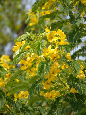 Glossy Leaf Sunshine Tree (senna surattensis) – Urban Perennials
