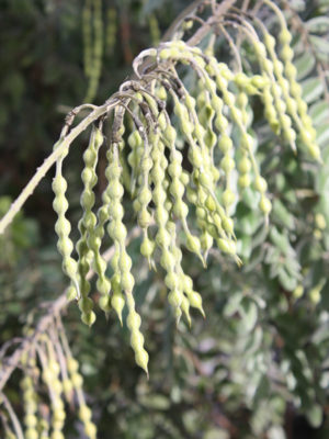 Golden Necklace Plant (sophora tomentosa) – Urban Perennials