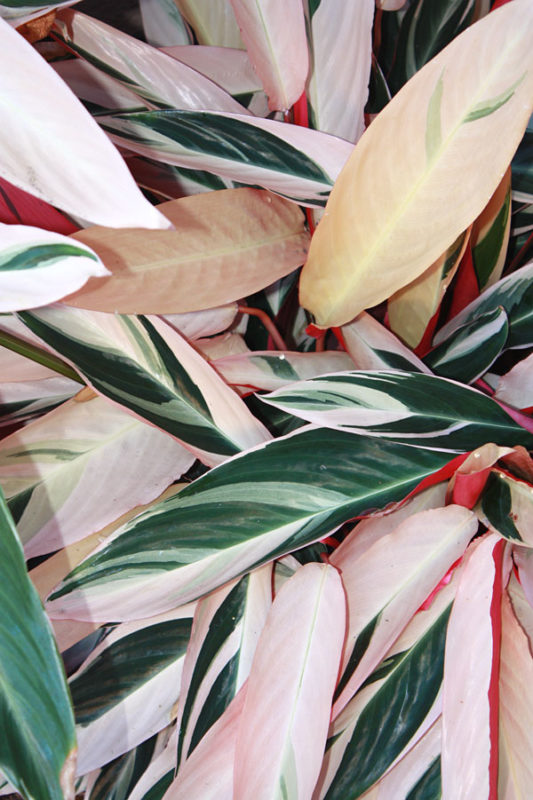 Tricolor Ginger Plant (stromanthe sanguinea) – Urban Perennials
