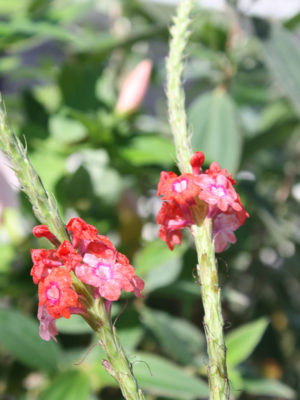 Pink Porterweed Plant (stachytarpheta jamaicensis) – Urban Perennials
