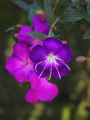 Athens Blue Princess Glory Bush (tibouchina urvilleana) – Urban Perennials