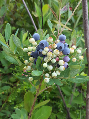 Wild Florida Blueberry (vaccinium florida) – Urban Perennials