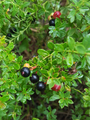 Wild Shiny Leaf Blueberry (vaccinium myrsinites) – Urban Perennials